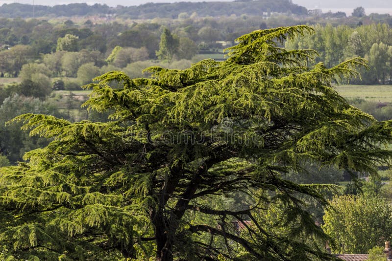 Evergreen Tree stock image. Image of plant, trunk, summer - 97168537