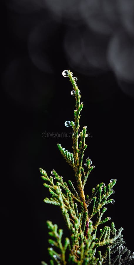 Evergreen Tree Limbs with Rain Droplets in the Fall at Mt. Rainier ...