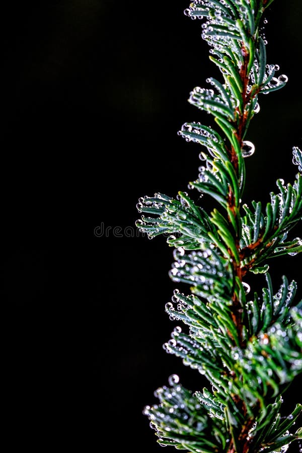 Evergreen Tree Limbs with Rain Droplets in the Fall at Mt. Rainier ...