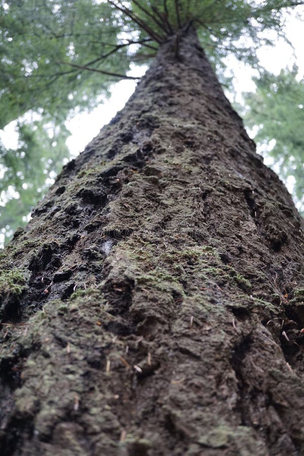 Evergreen tree stock image. Image of tree, washington - 80294237