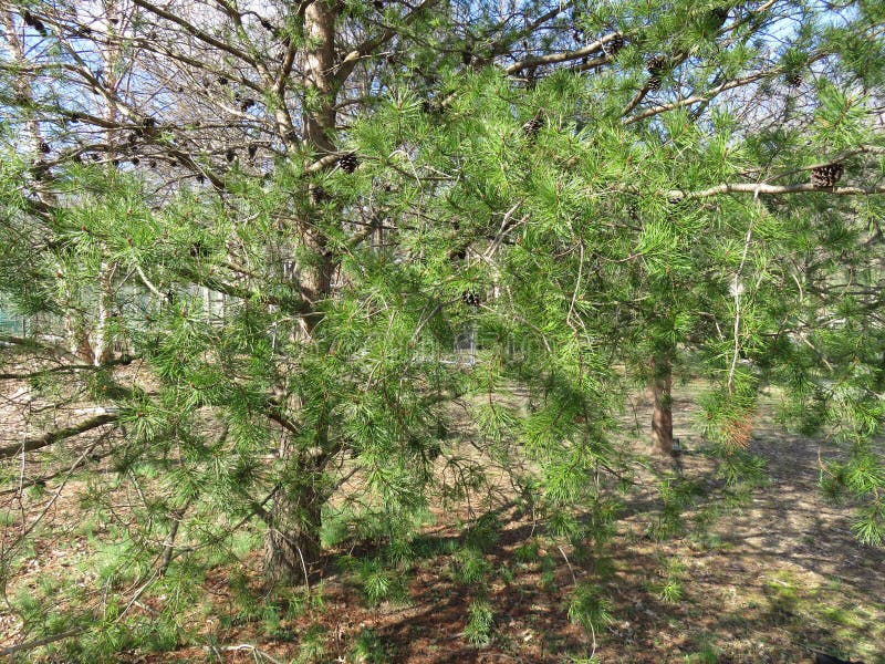 Evergreen Tree in March stock photo. Image of evergreen - 142176516