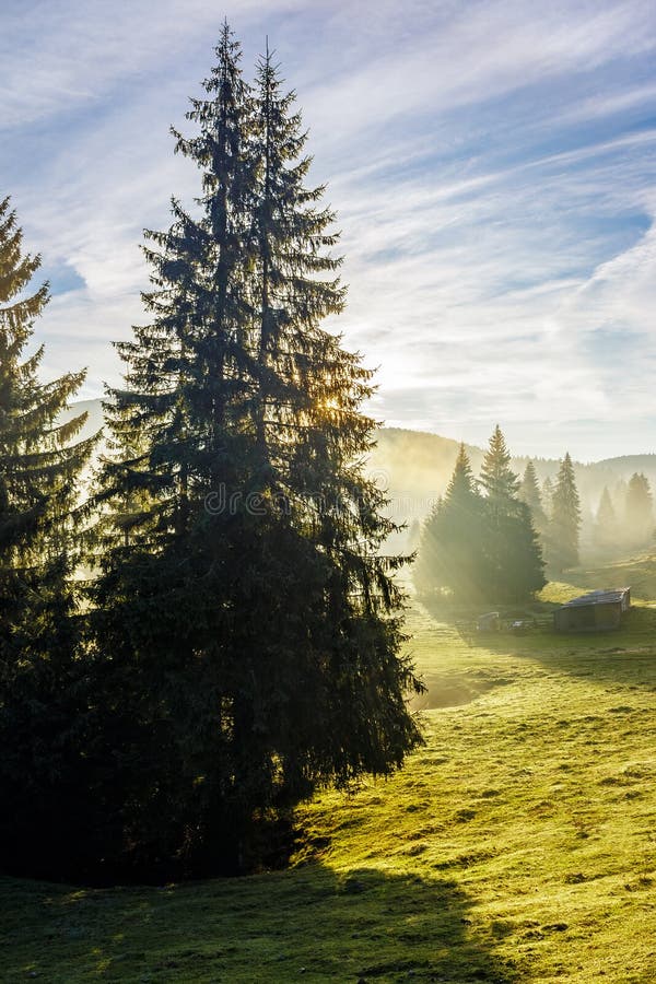 Evergreen Tree on a Mountain Slope Stock Image - Image of landscape ...