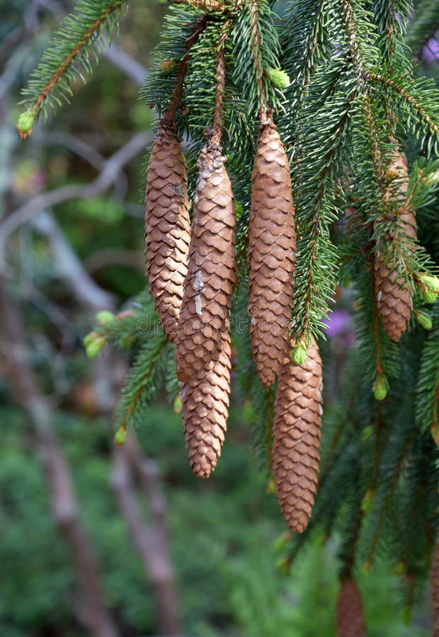Evergreen Tree with Pine Cones Hanging Down Stock Photo - Image of ...