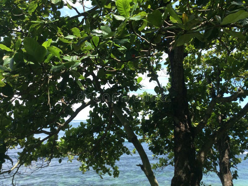 Bright Tropical Flora of Mauritius Stock Image - Image of surrounding ...