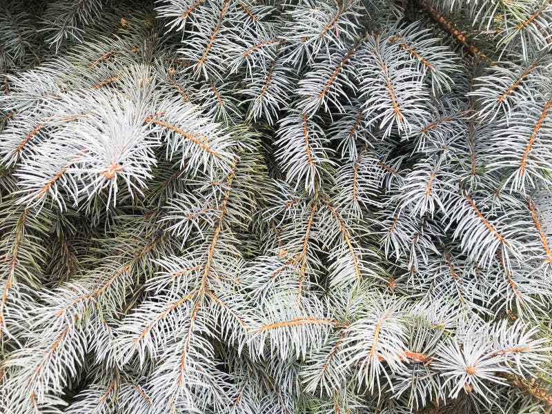 Evergreen Needles stock photo. Image of needle, coniferous - 5359444