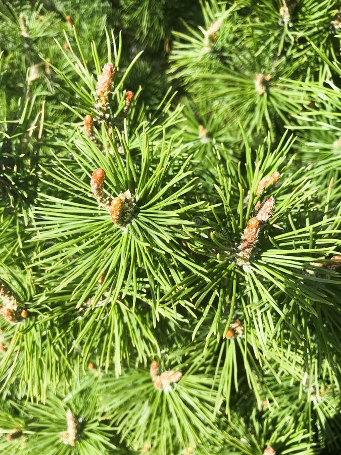 Tree With Sharp Spikes On Trunk. Stock Image - Image of nature, acute ...