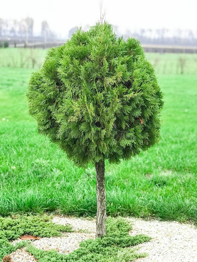 Evergreen Tree with Small Round Blue Berries. Stock Photo - Image of ...