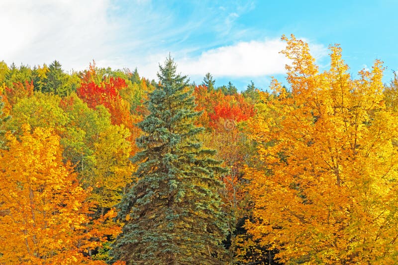 Evergreen Tree Surrounded by Deciduous Trees in Autumn Red, Orange and ...
