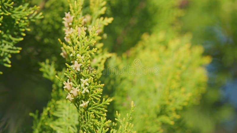 Evergreen Tree of Thuja. Thuja Occidentalis is an Evergreen Coniferous ...