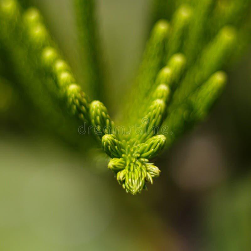 Evergreen tree tip stock image. Image of nature, herb - 237755625