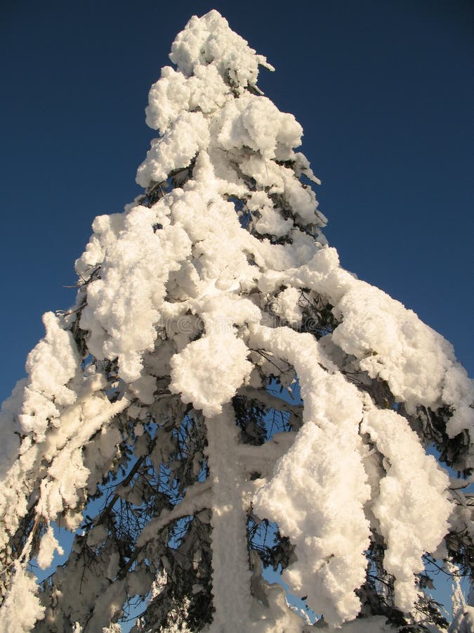 Evergreen Tree Top Covered with Heavy Snow,QC Stock Photo - Image of ...