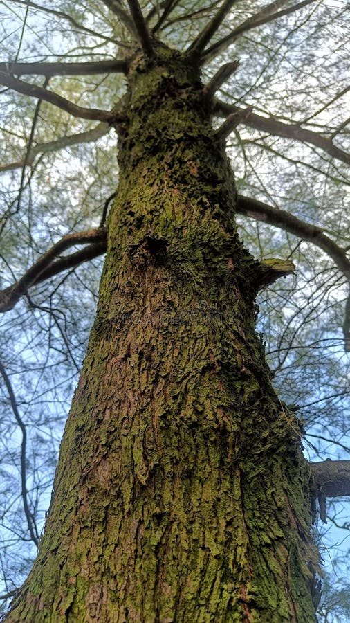 Evergreen Tree with a Trunk that Has a Beautiful Texture Stock Photo ...