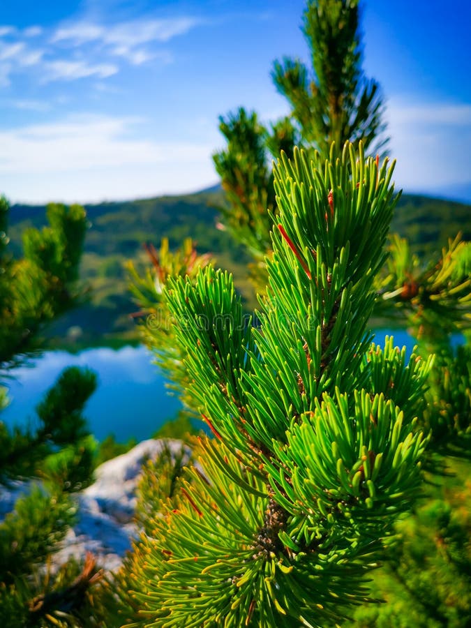 Evergreen tree in wild stock image. Image of spruce - 200977885