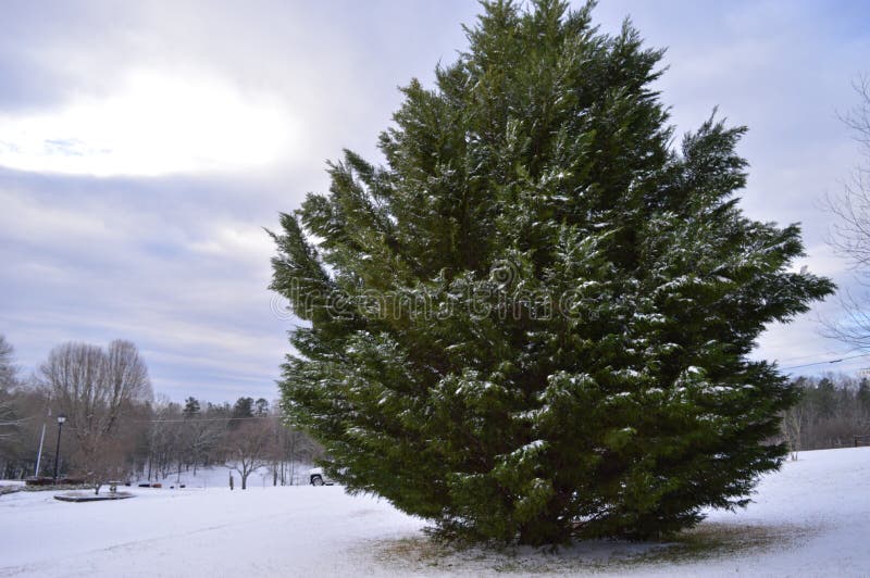 Evergreen Tree in Winter stock photo. Image of nature - 71129030