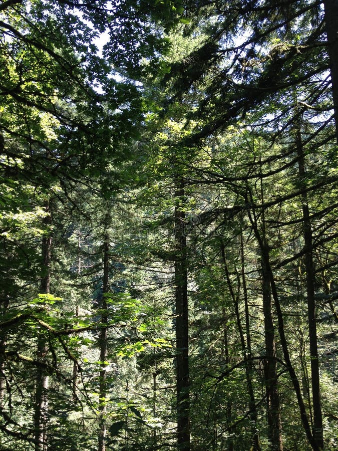 Trees stock image. Image of oregon, outdoors, natural - 184287579
