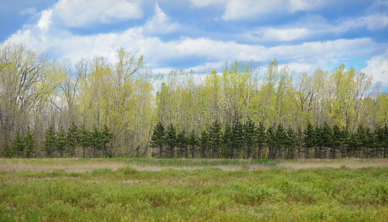 Evergreen Trees stock image. Image of line, partly, trees - 71977933