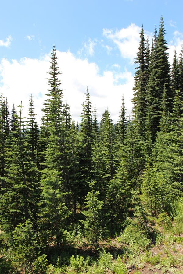 Evergreen trees stock image. Image of hilly, beautiful - 75209769