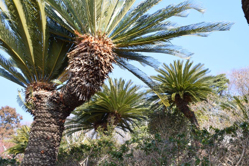 Cycad stock photo. Image of natural, leaves, toxic, tree - 110558186