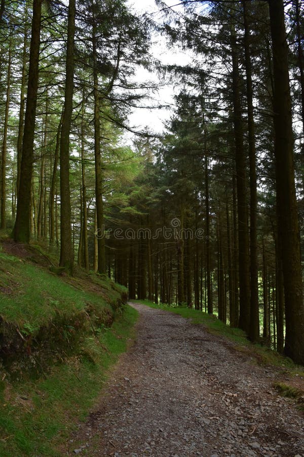 Evergreen Trees Lining the Rural Dirt Pathway through the Forest Stock ...