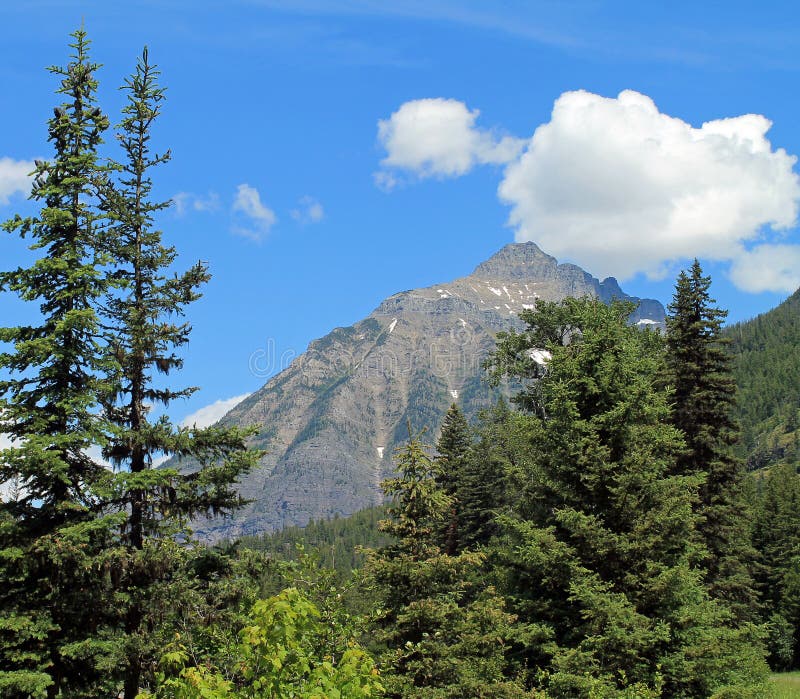 Evergreen Trees and Mountain Under a Blue Sky Stock Photo - Image of ...