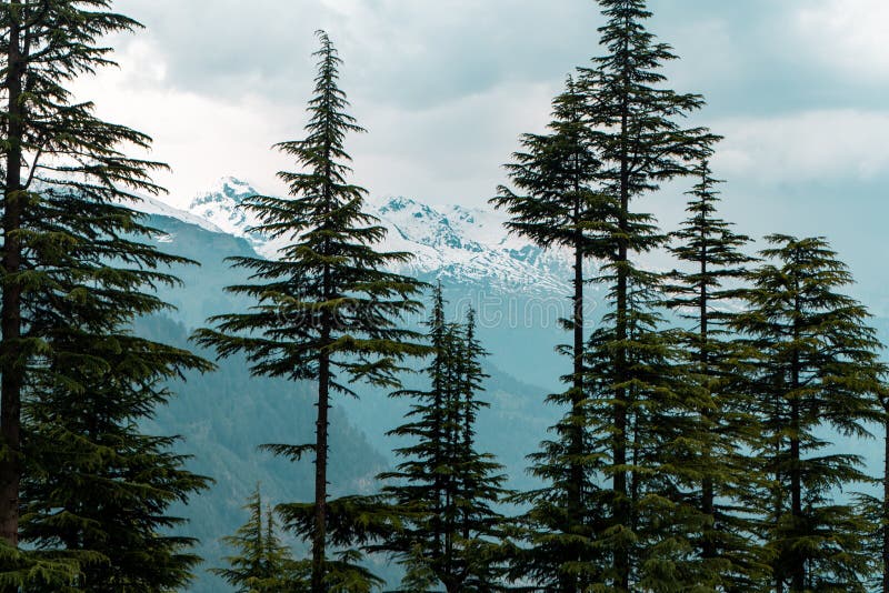 Evergreen Trees with the Mountains Covered in Snow in the Background ...