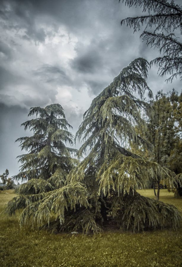 Evergreen Trees stock image. Image of forest, wild, evergreen - 94077129