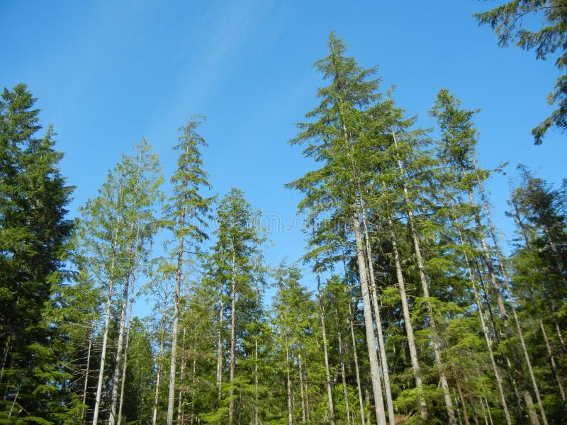 Evergreen Trees Point To Sky Stock Photo - Image of background, forest ...