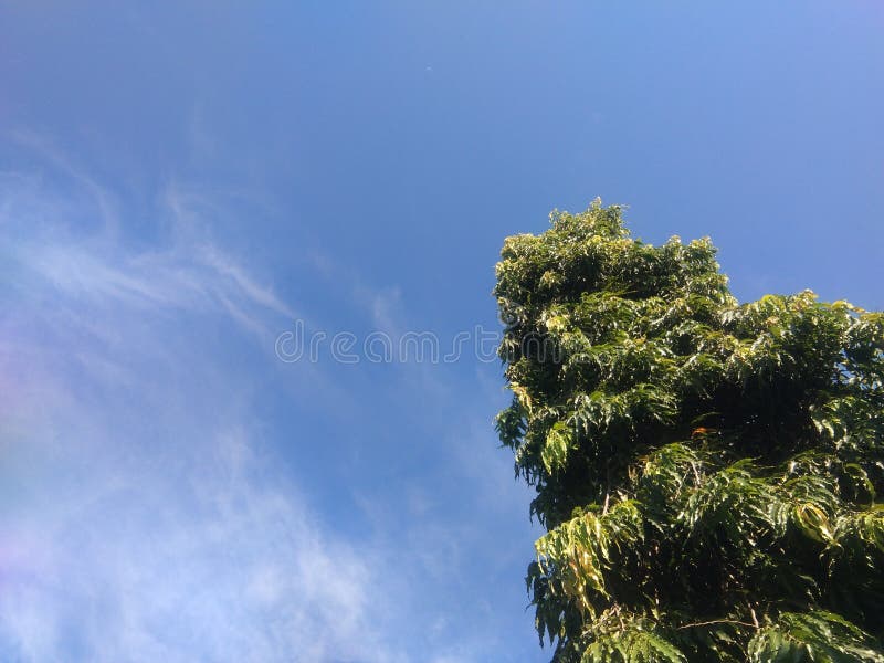 Evergreen Trees Soaring High Against a Blue Sky Stock Photo - Image of ...
