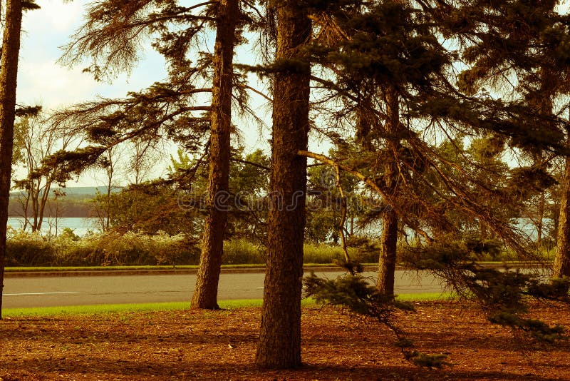 Evergreen Trees at Sunset stock image. Image of beautiful - 46896555