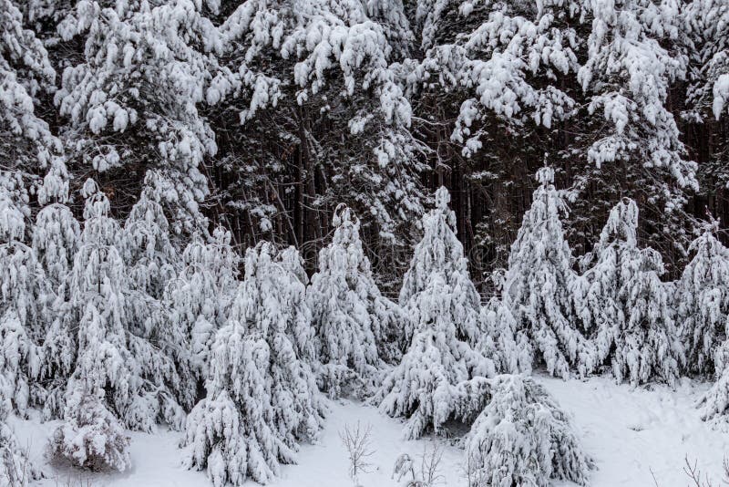 Evergreen Trees Covered in Thick Heavy Snow Stock Image - Image of snow ...