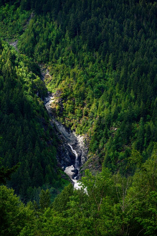 Evergreen Trees on Wilderness Mountainside with Small Stream and ...