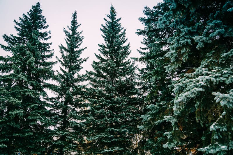 Evergreen trees in winter stock photo. Image of seasonal - 164475866