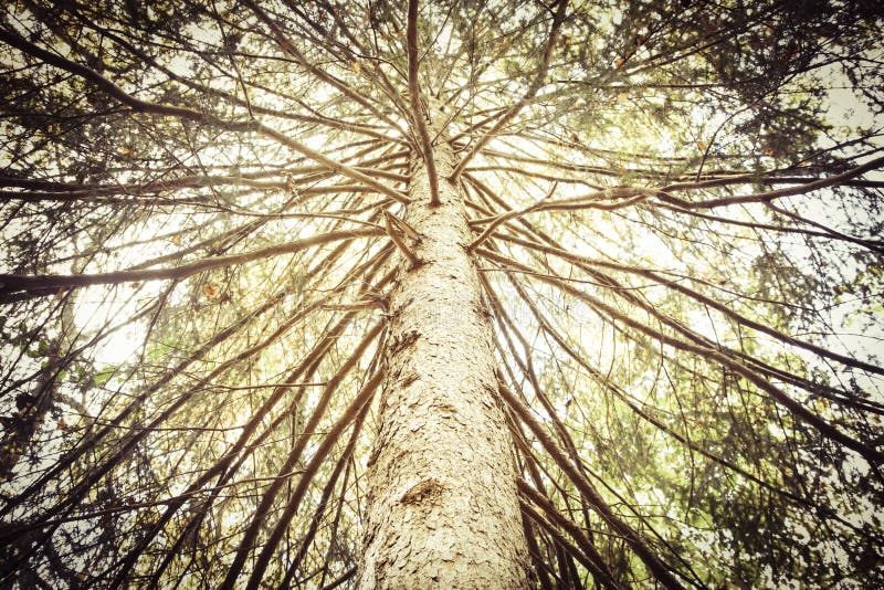 Evergreen View stock image. Image of branches, branch - 34408331