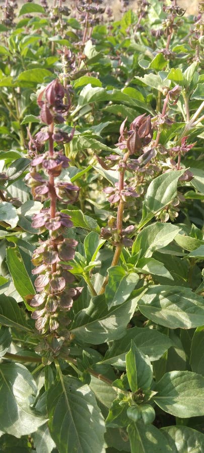 Evergreen wild plant tree stock photo. Image of food - 257565102