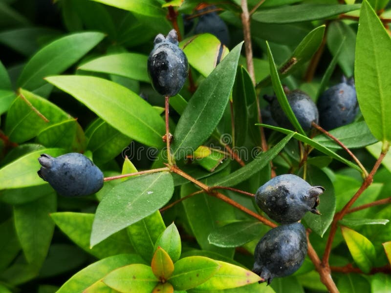 Evergreen Wild Shrub with Myrtle Berries Stock Photo - Image of flora ...