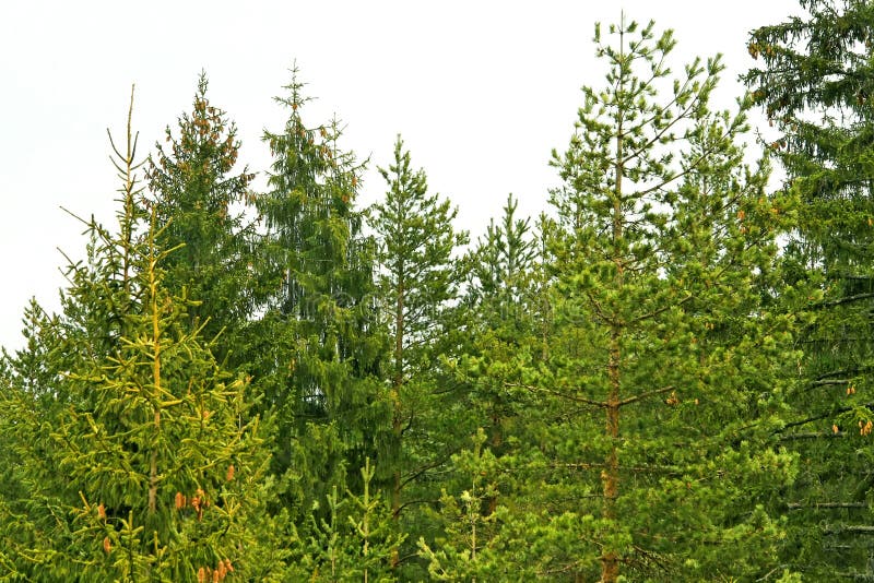 Evergreen Wood Picture. Image: 7890152