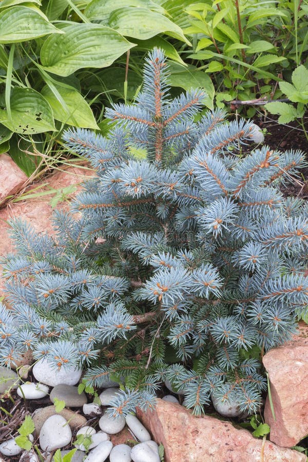 Young Evergreen Pine Tree Branches with Sprouts, Ornamental Thorns ...