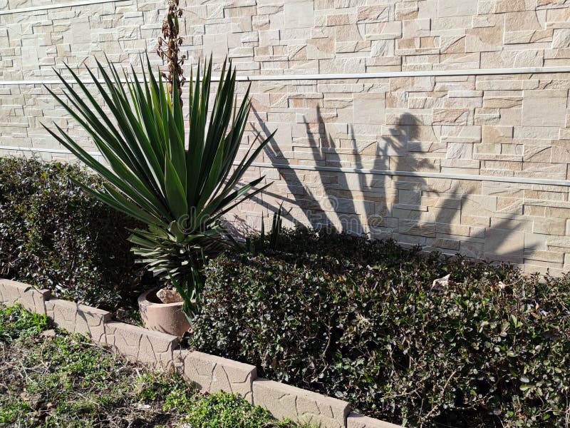 Evergreen Yucca in Landscape Design Against a Brick Wall Stock Image ...