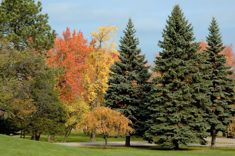 Evergreens and Fall Foliage Stock Image - Image of grass, maple: 6049877