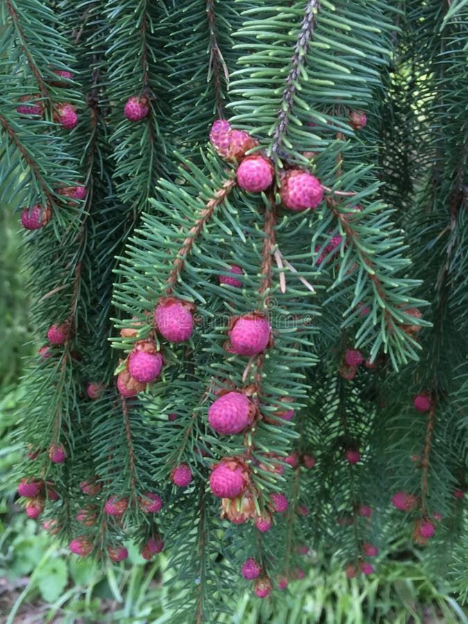 Evergreens Getting Some Red on Spring. Stock Photo - Image of nature ...