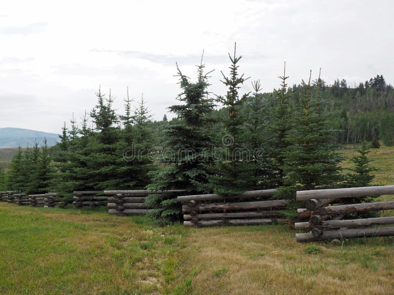 Evergreen Trees by a Green Lawn Stock Image - Image of acreage ...