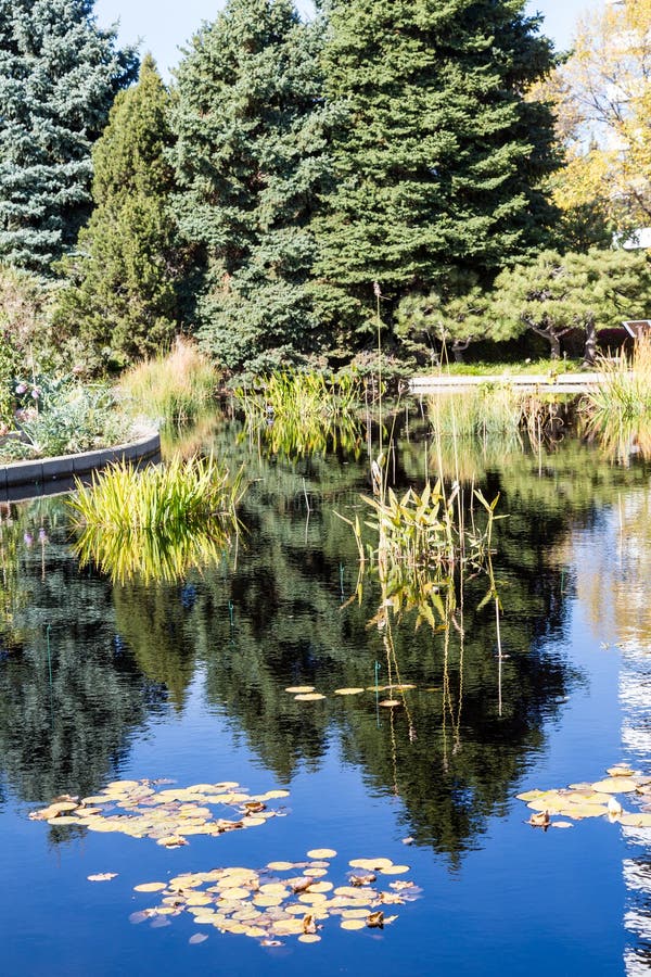 Evergreens Reflected in Blue Water Stock Image - Image of water, park ...