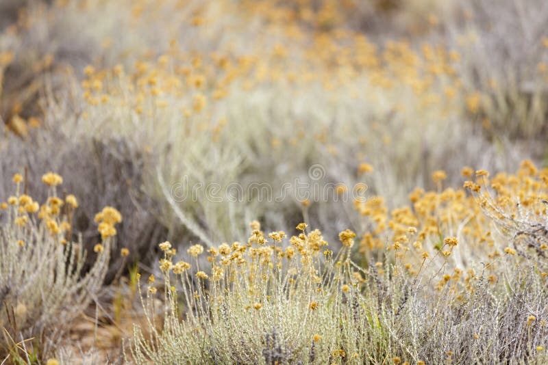 Everlast flowers stock image. Image of heathland, herbal - 26792505