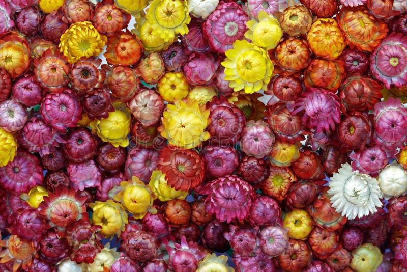 Everlasting Flower Background Stock Photo - Image of bracteatum ...