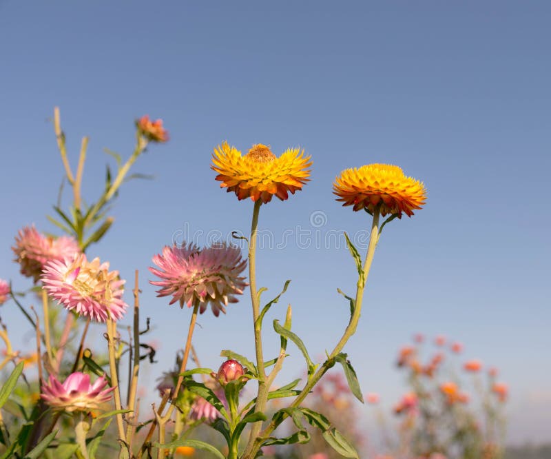 Everlasting flower field stock photo. Image of beautiful - 71315776