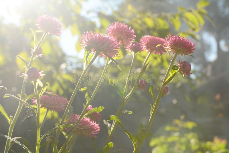 Everlasting flower stock image. Image of closeup, meadow - 50252165