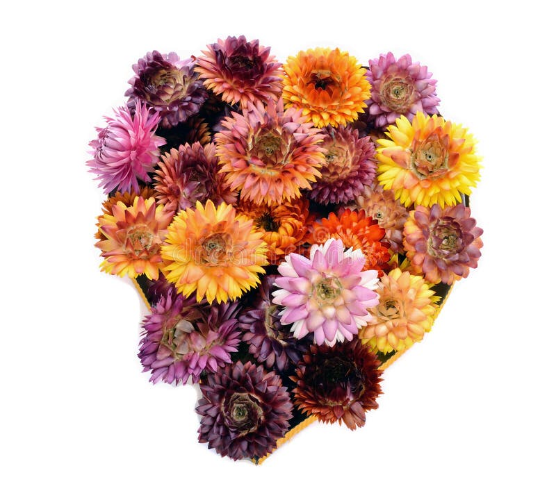 1,350 Everlasting Flower Field Stock Photos - Free & Royalty-Free Stock ...