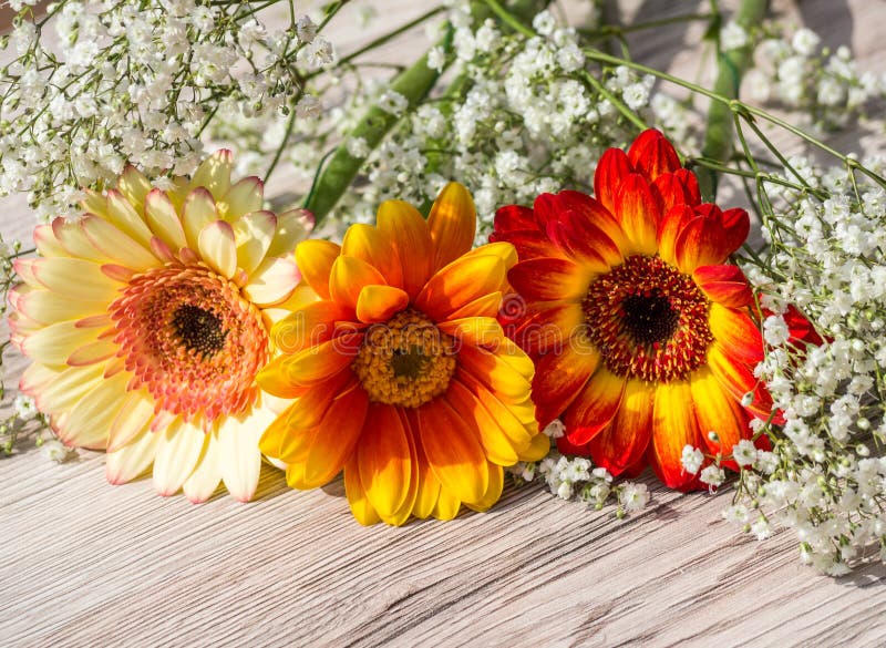 Everlasting Flowers on a Wood Background 02 Stock Image - Image of ...