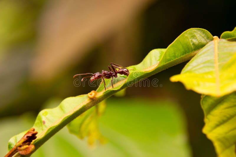 Sentinel Bug Stock Photos - Free & Royalty-Free Stock Photos from ...