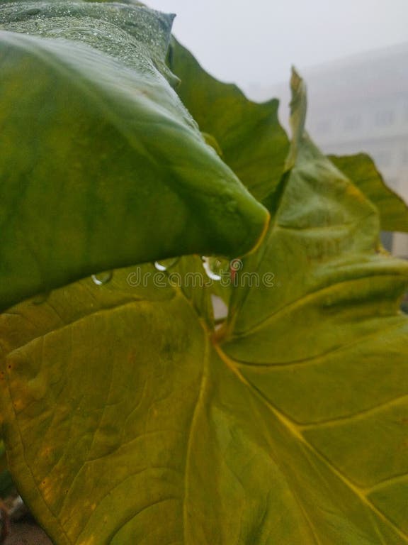 Every Drop Counts...rain Makes Everything Look Beautiful Stock Photo ...